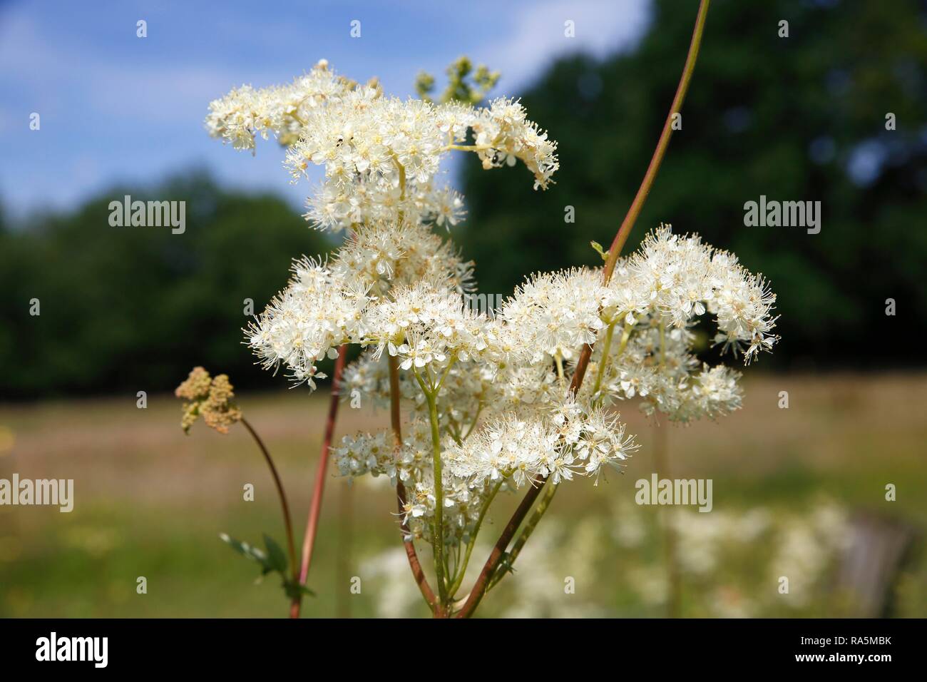 Filipendula ulmaria hi-res stock photography and images - Alamy