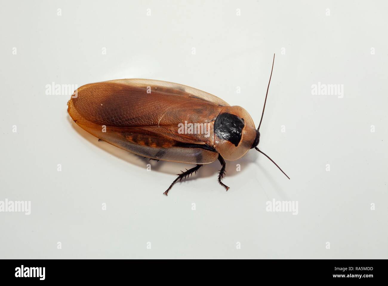 Tropical cockroach, Tambopata Reserve, Peru Stock Photo - Alamy