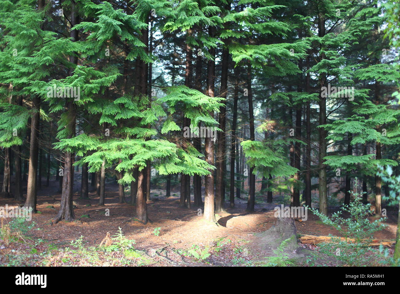 Woodland in Devon UK Stock Photo - Alamy