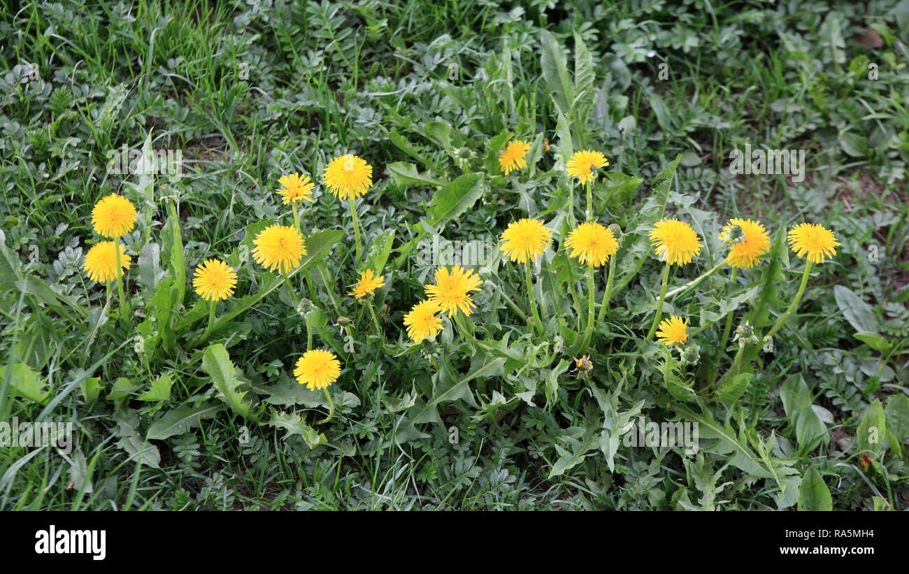 Dandelion at Spring Stock Photo - Alamy