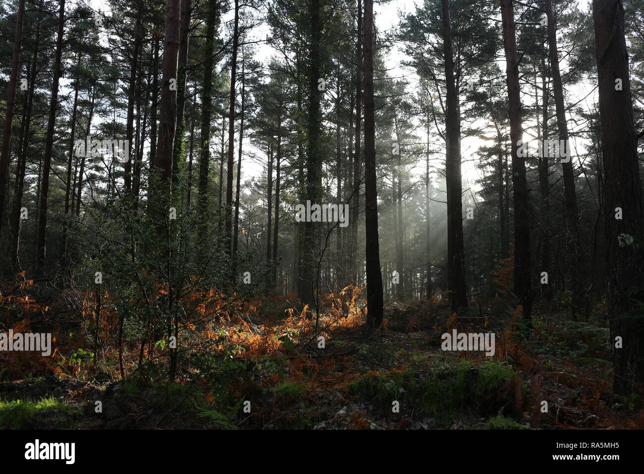Woodland in Devon UK Stock Photo - Alamy