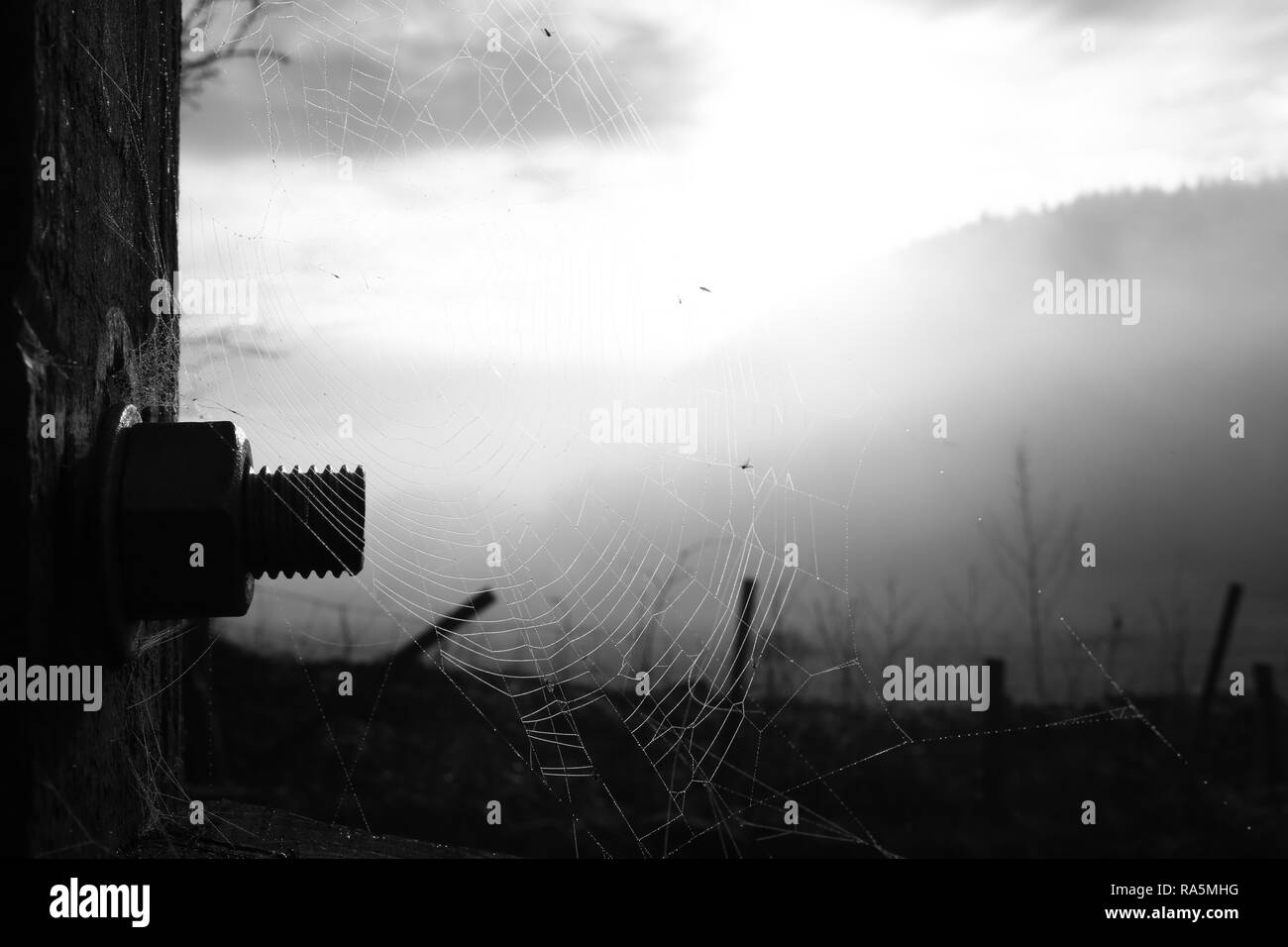 Spider web on gate Stock Photo - Alamy