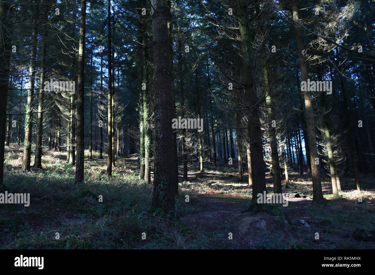 Woodland in Devon UK Stock Photo - Alamy