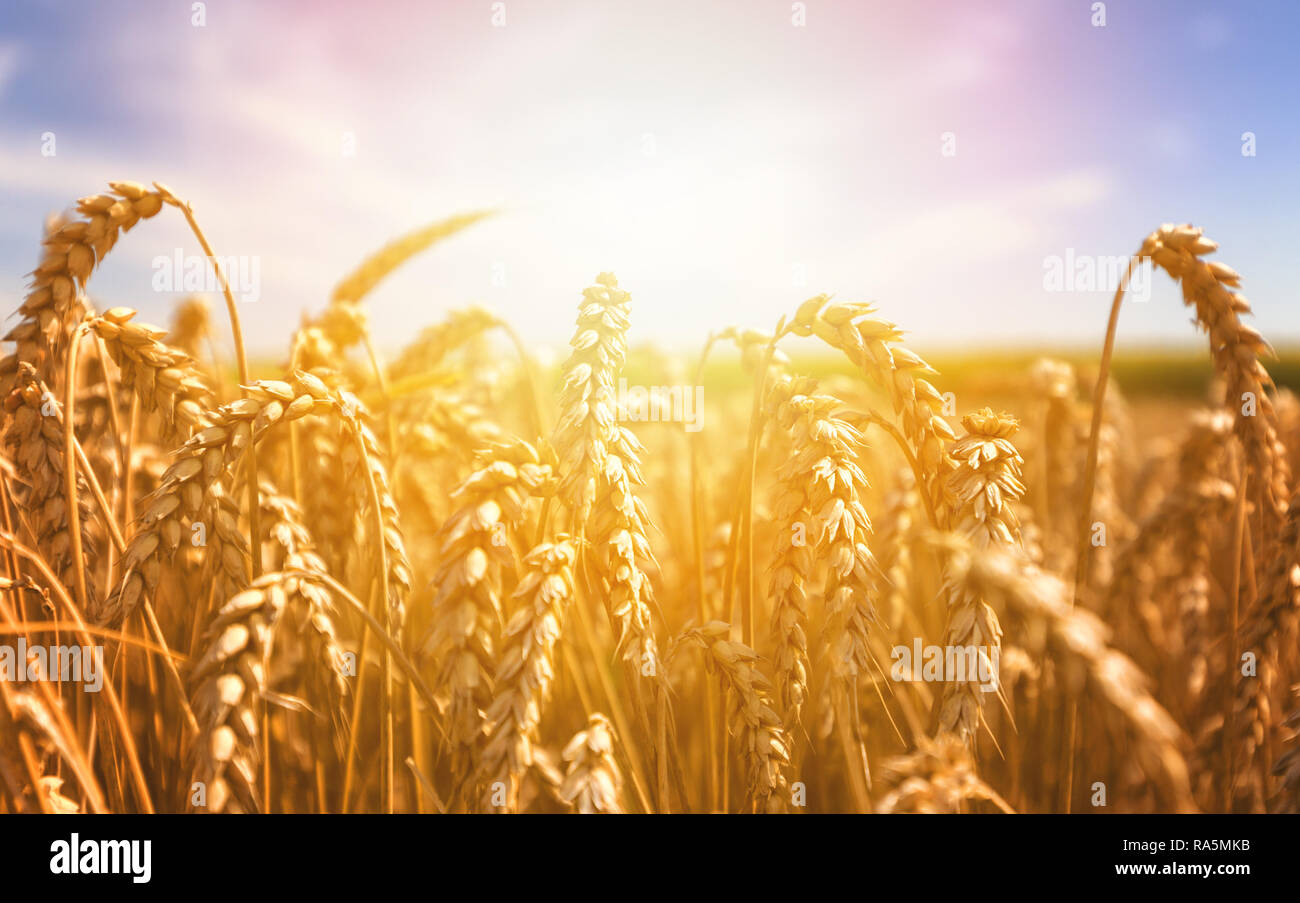 Agricultural landscape sunset agriculture hi-res stock photography and ...