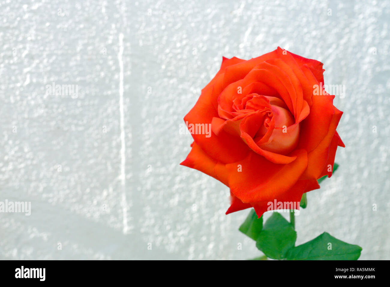 Roseate petal hi-res stock photography and images - Alamy