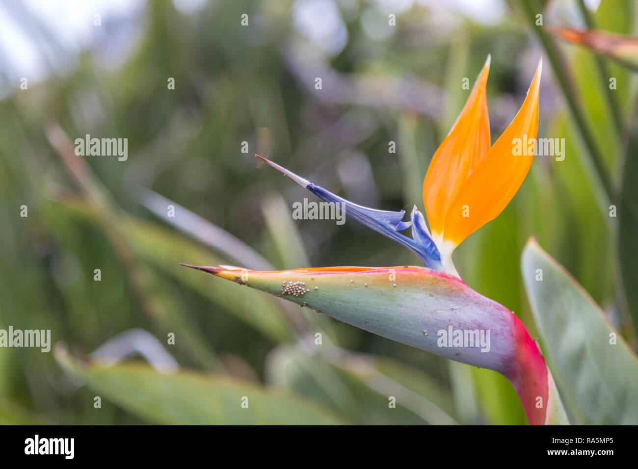 The Flora of California Stock Photo - Alamy