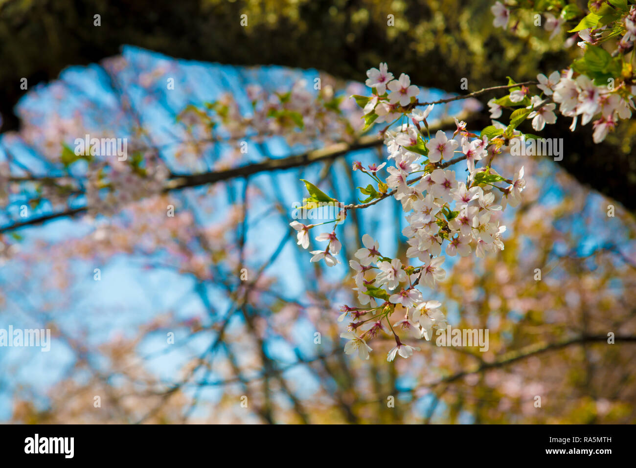 Cherry Blossom in Shinano-Omachi, Japan. April in Japan is very popular ...