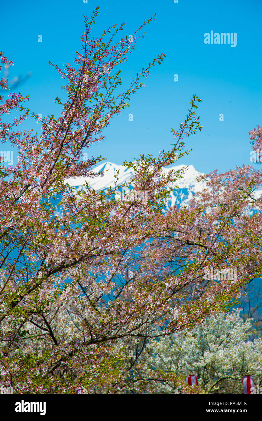 Cherry Blossom in Shinano-Omachi, Japan. April in Japan is very popular ...