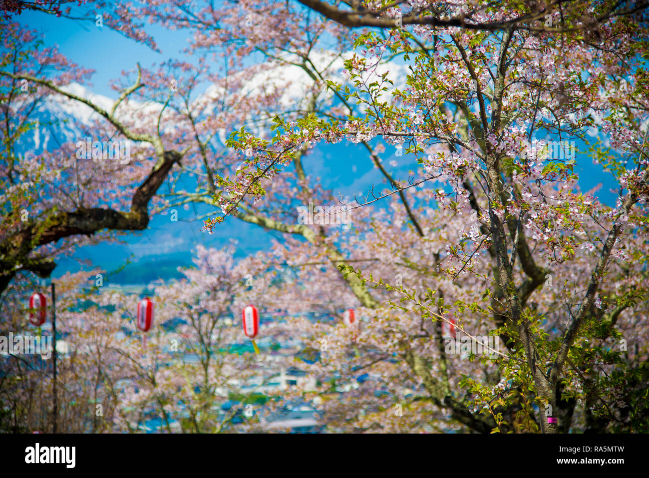 Cherry Blossom in Shinano-Omachi, Japan. April in Japan is very popular ...