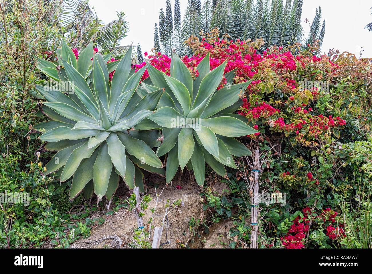 The Flora of California Stock Photo - Alamy