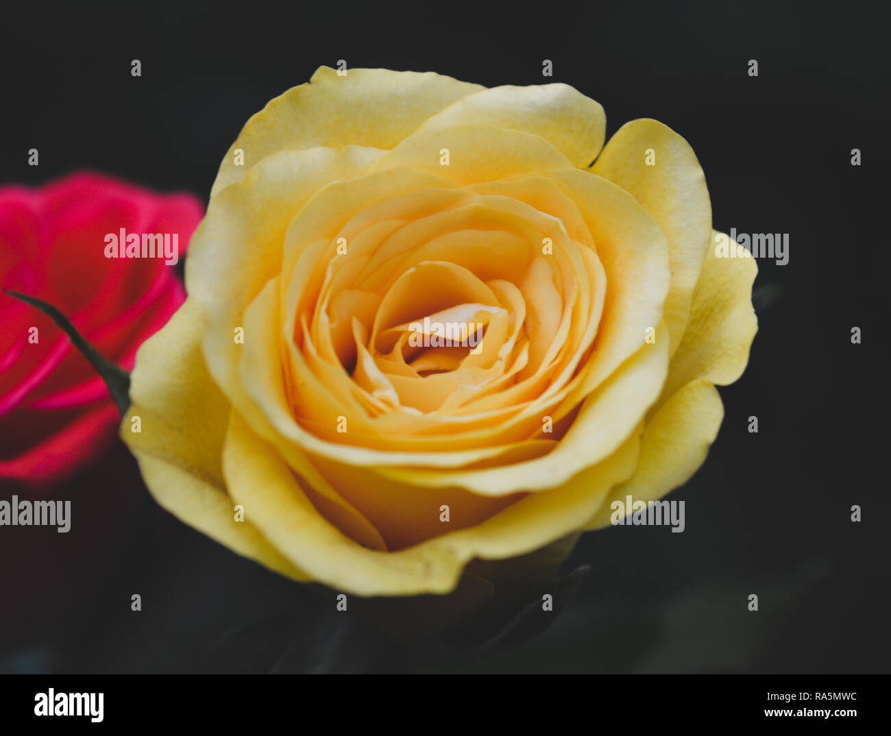 Beautiful rose with retro filter effect Stock Photo - Alamy