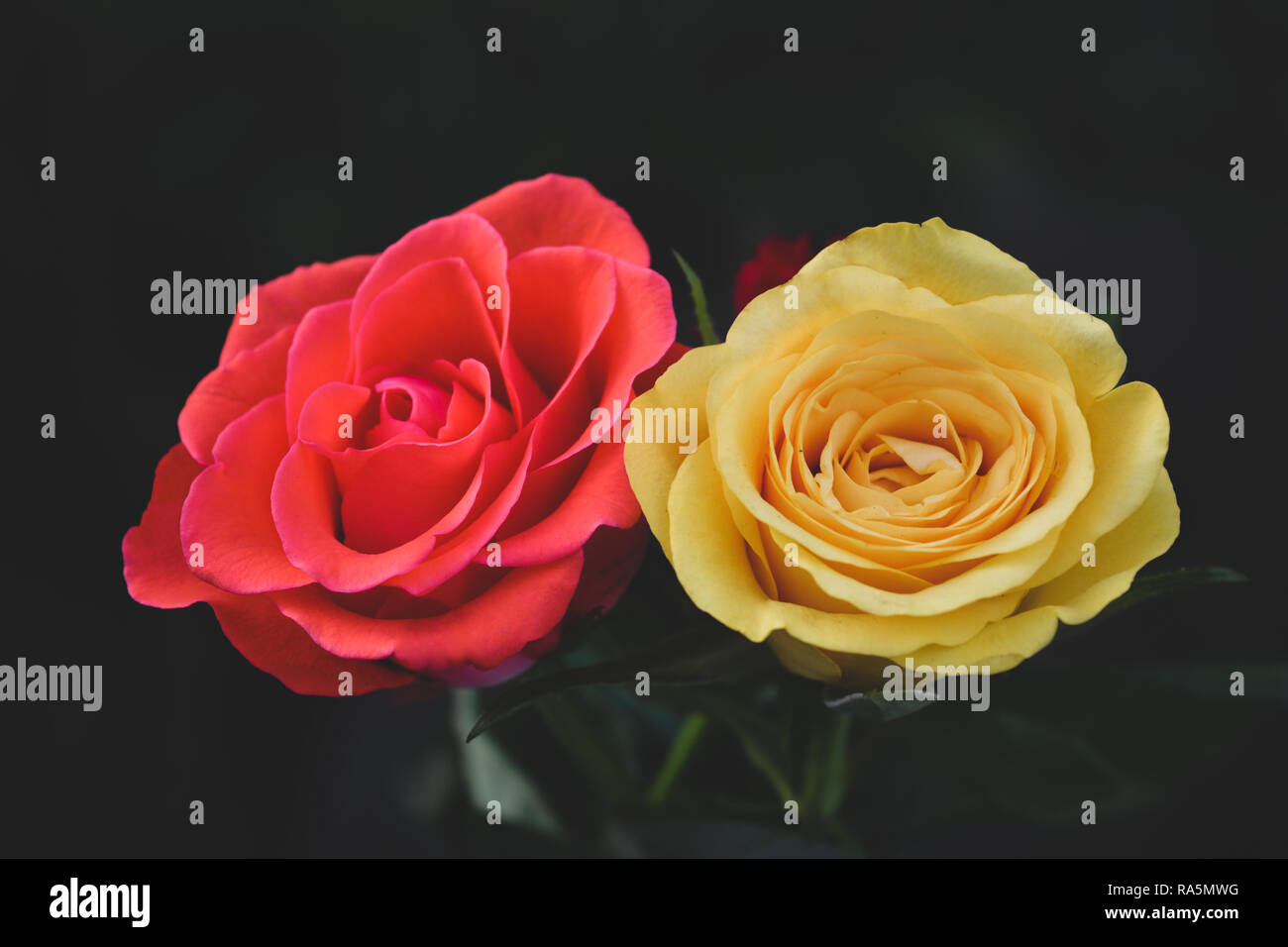 Beautiful rose with retro filter effect Stock Photo - Alamy