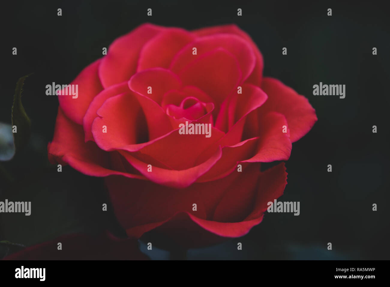 Beautiful rose with retro filter effect Stock Photo - Alamy