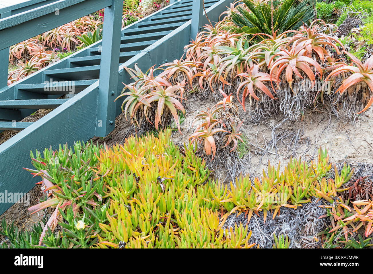 The Flora of California Stock Photo - Alamy