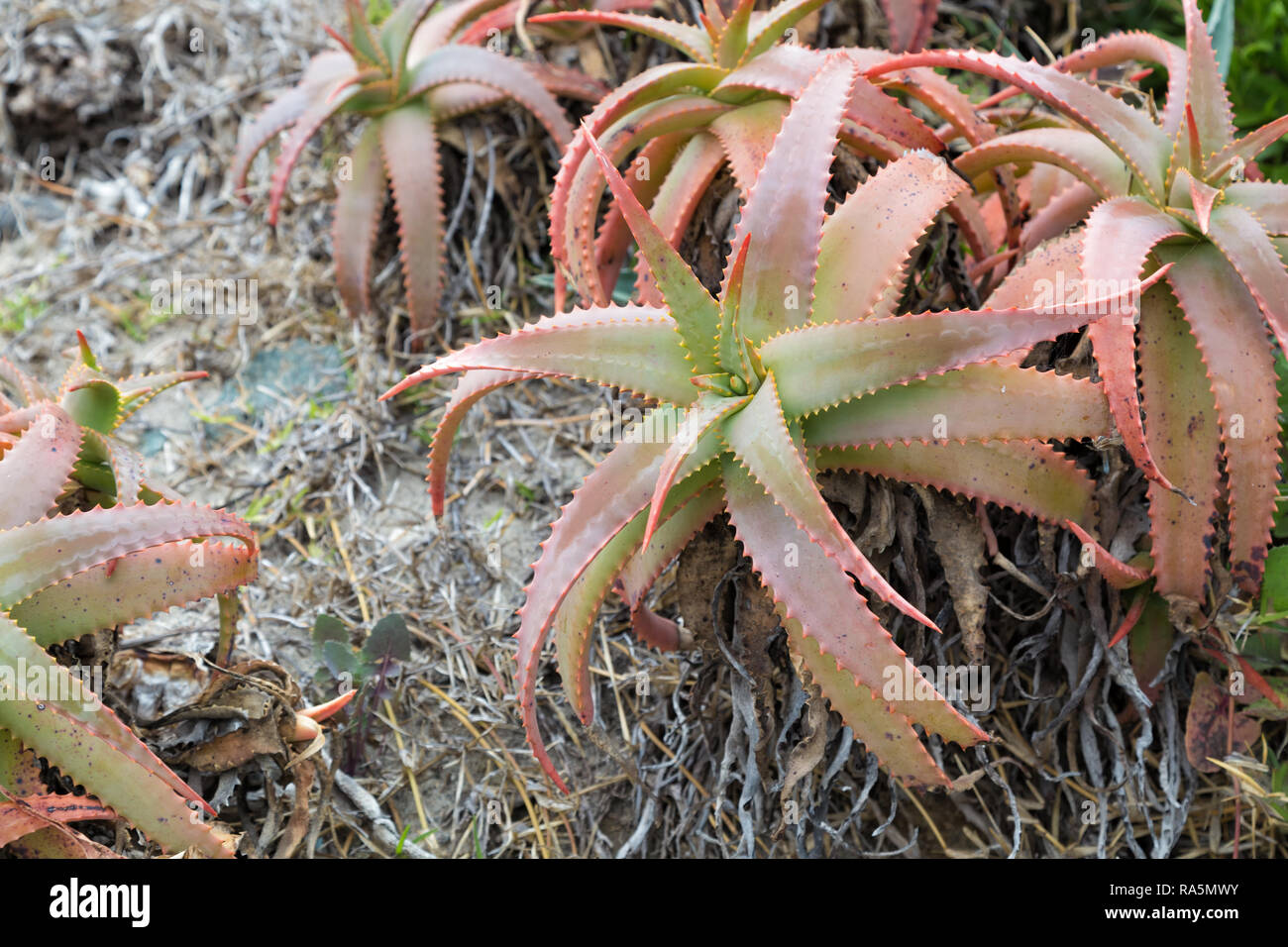 The Flora of California Stock Photo - Alamy