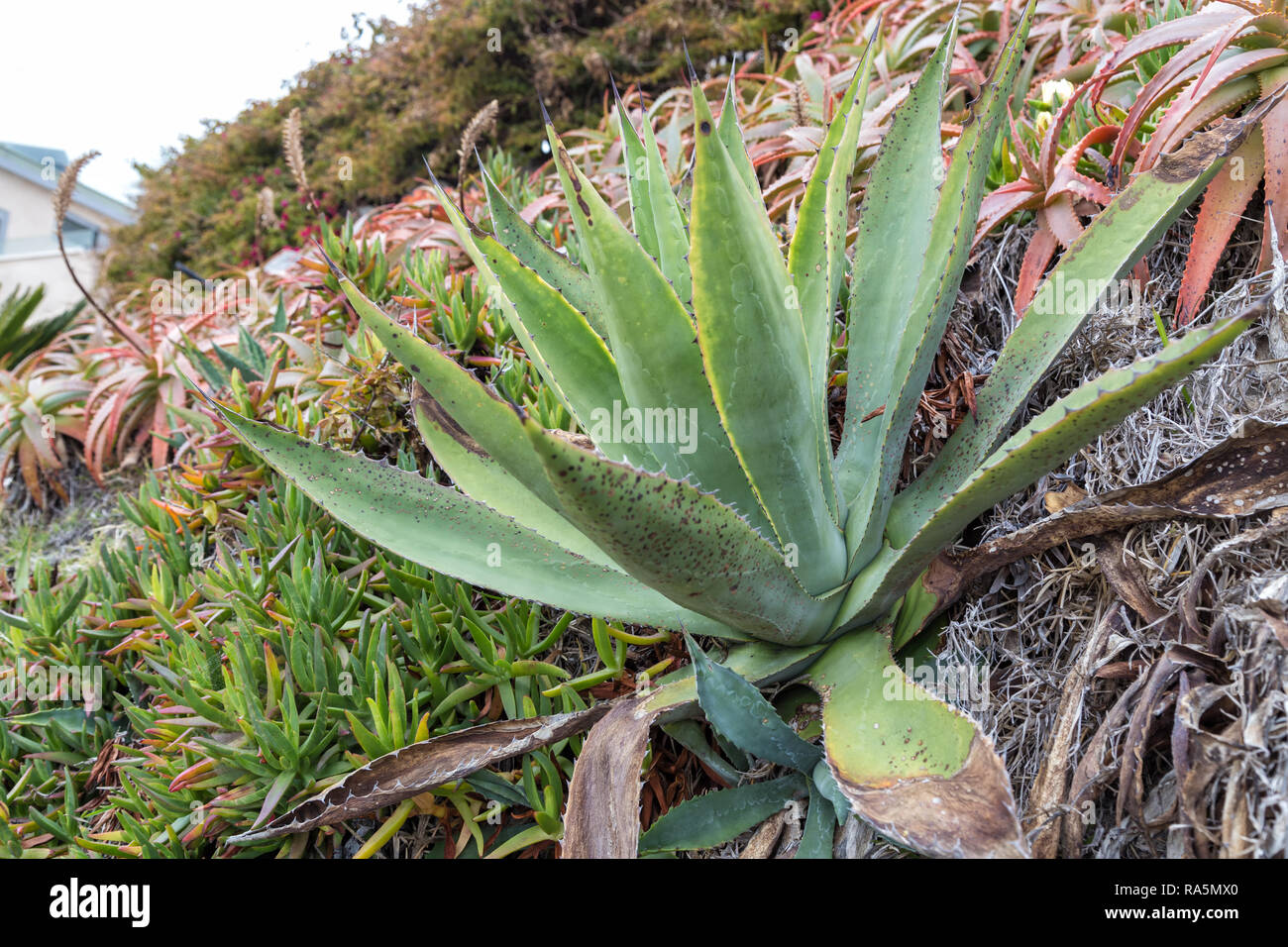 The Flora of California Stock Photo - Alamy