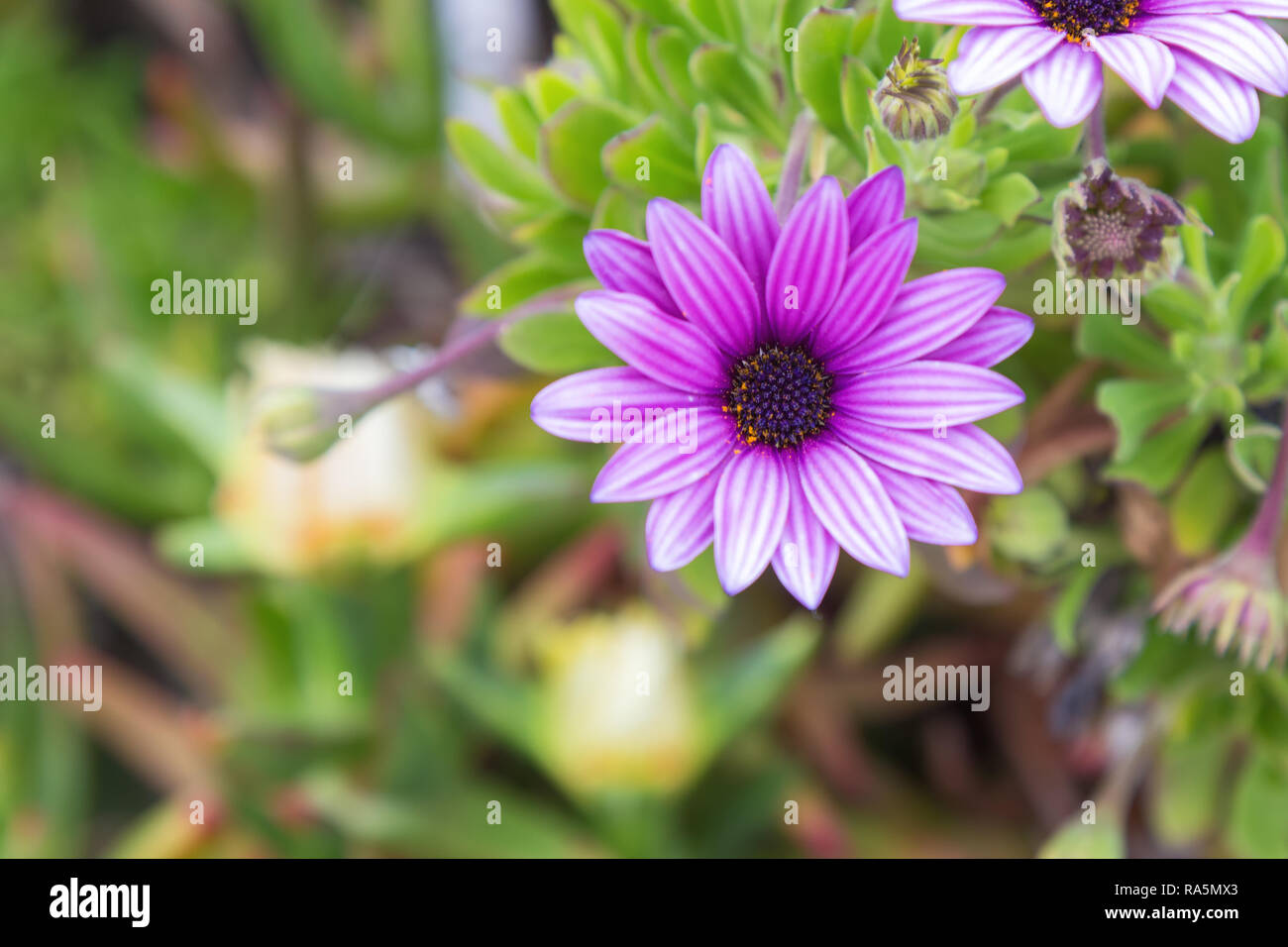 The Flora of California Stock Photo - Alamy