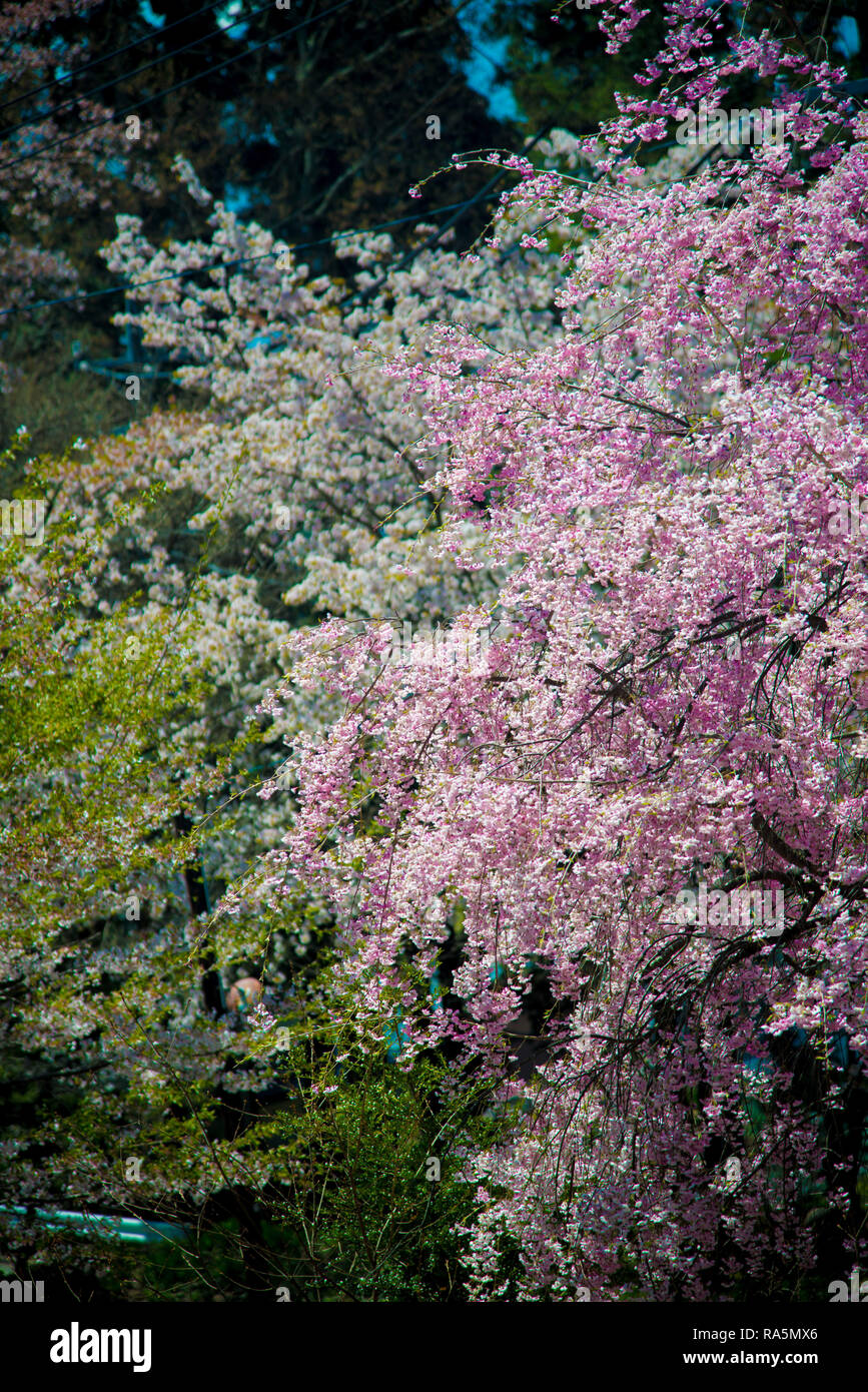 Cherry Blossom in Shinano-Omachi, Japan. April in Japan is very popular ...