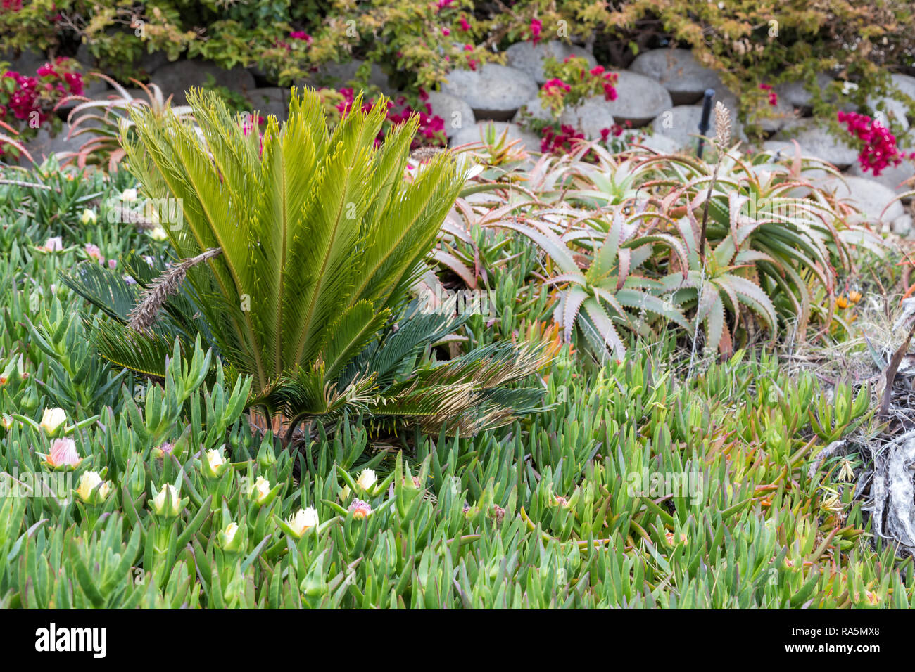 The Flora of California Stock Photo - Alamy