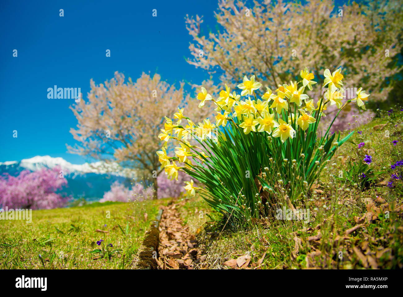 Cherry Blossom in Shinano-Omachi, Japan. April in Japan is very popular ...