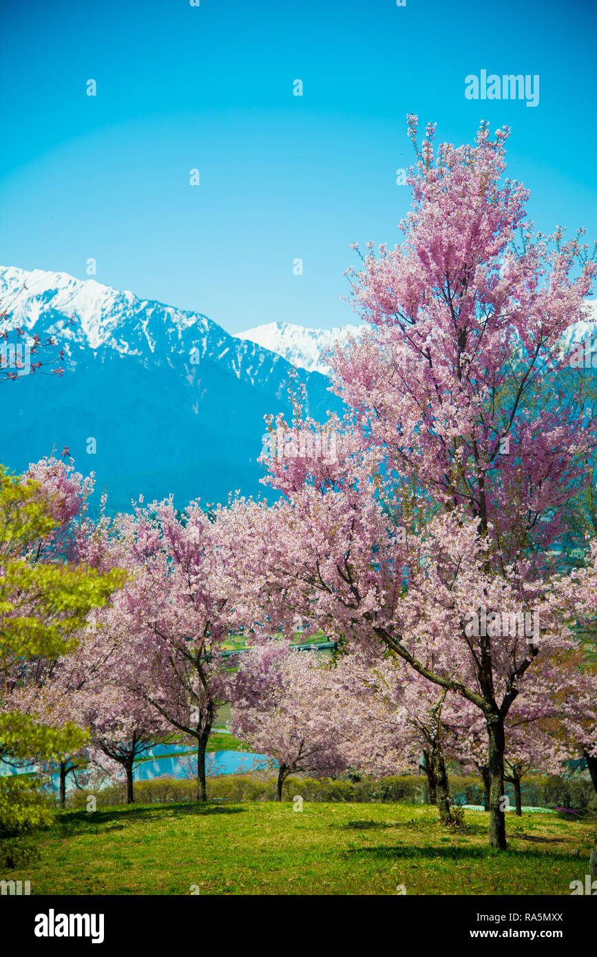 Cherry Blossom in Shinano-Omachi, Japan. April in Japan is very popular ...