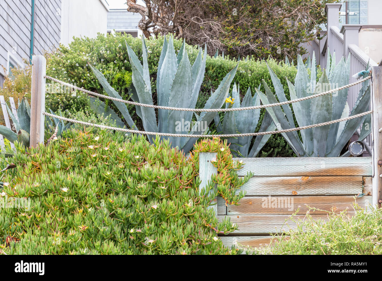 The Flora of California Stock Photo - Alamy