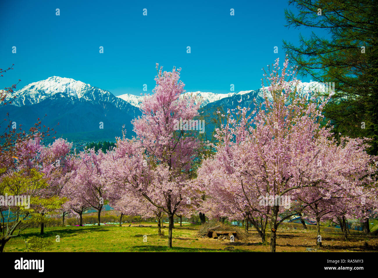 Cherry Blossom in Shinano-Omachi, Japan. April in Japan is very popular ...