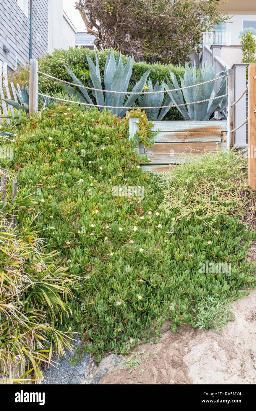 The Flora of California Stock Photo - Alamy