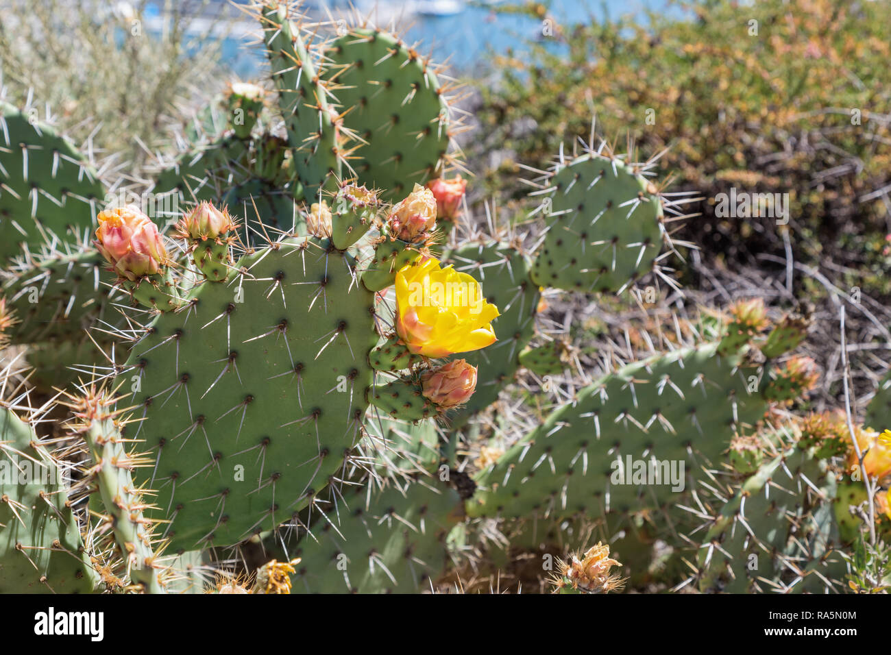 The Flora of California Stock Photo - Alamy