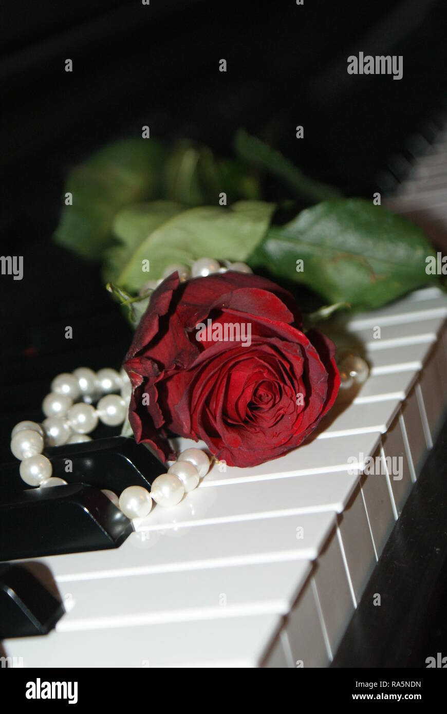 Red rose on piano keys Stock Photo - Alamy
