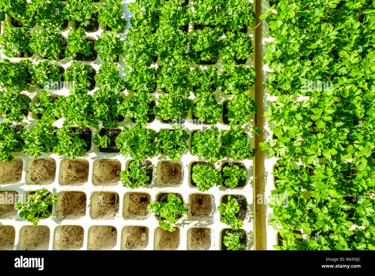 Small pots seedlings hi-res stock photography and images - Alamy