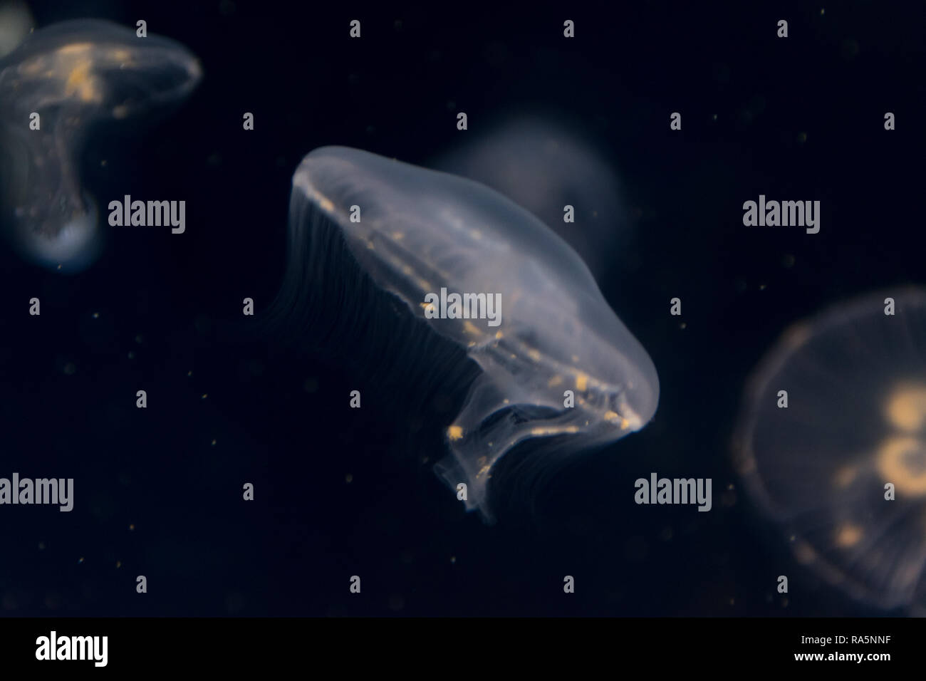 Anglesey Sea Zoo High Resolution Stock Photography and Images - Alamy