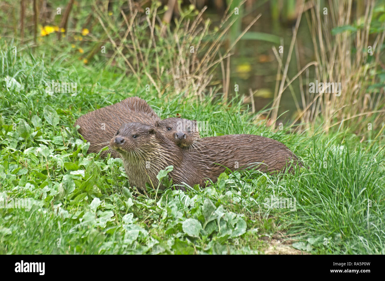 BRITISH OTTER Lutra Lutra UK Stock Photo - Alamy