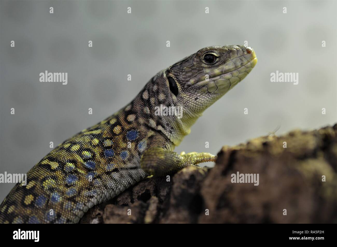 Exotic reptiles hi-res stock photography and images - Alamy