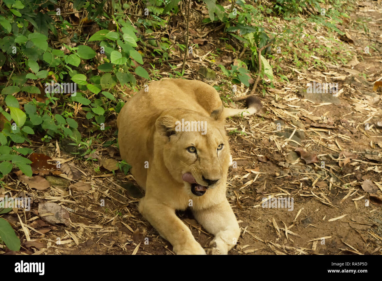 Kerala lion hi-res stock photography and images - Alamy