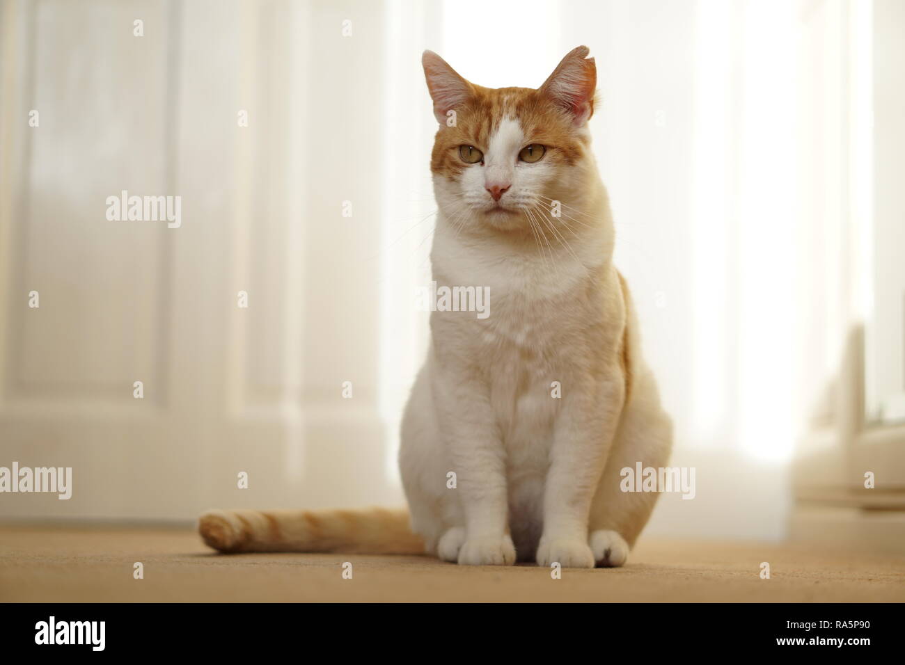 White & Ginger Cat Stock Photo - Alamy