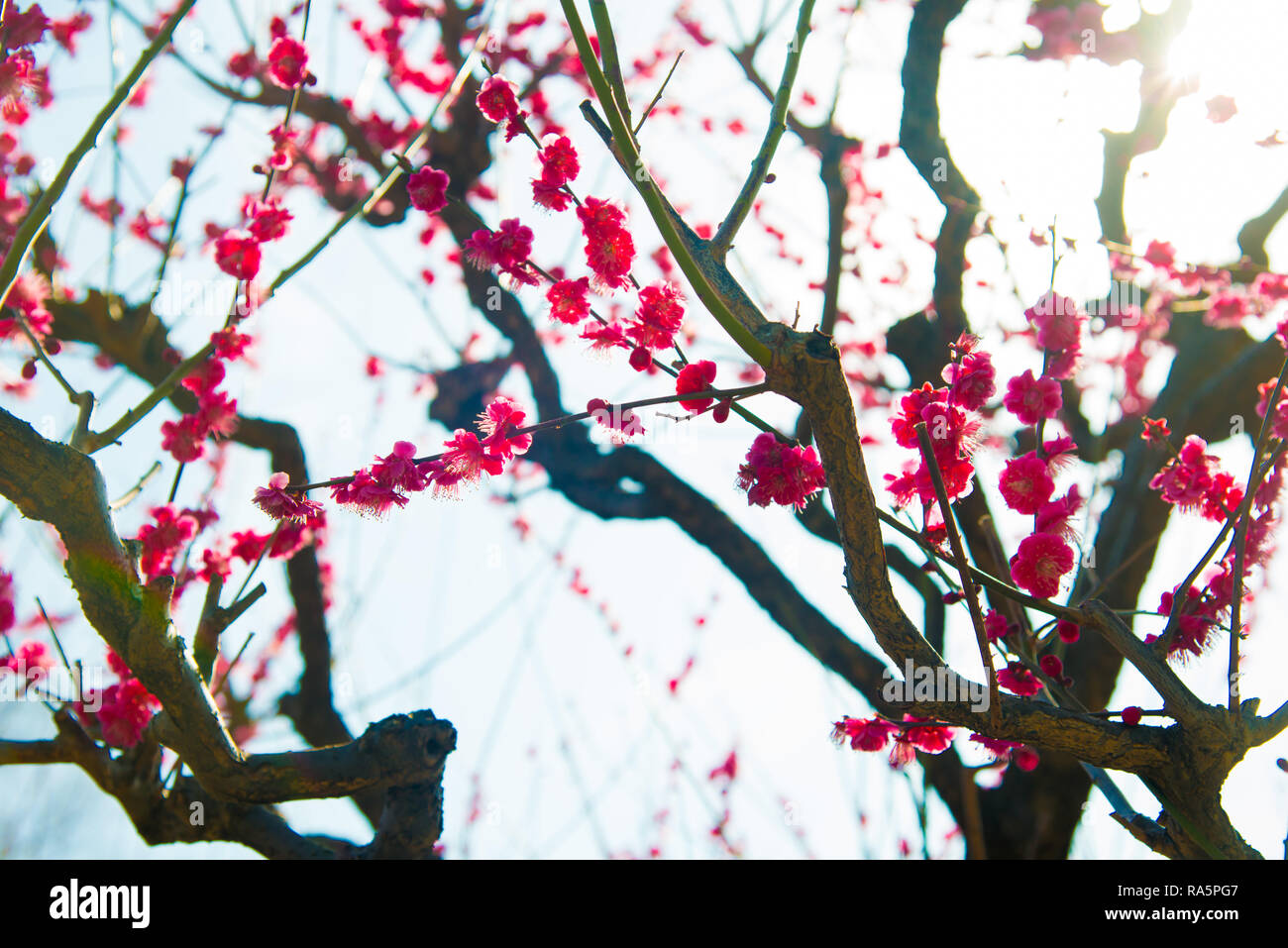 Ume Flower High Resolution Stock Photography and Images - Alamy