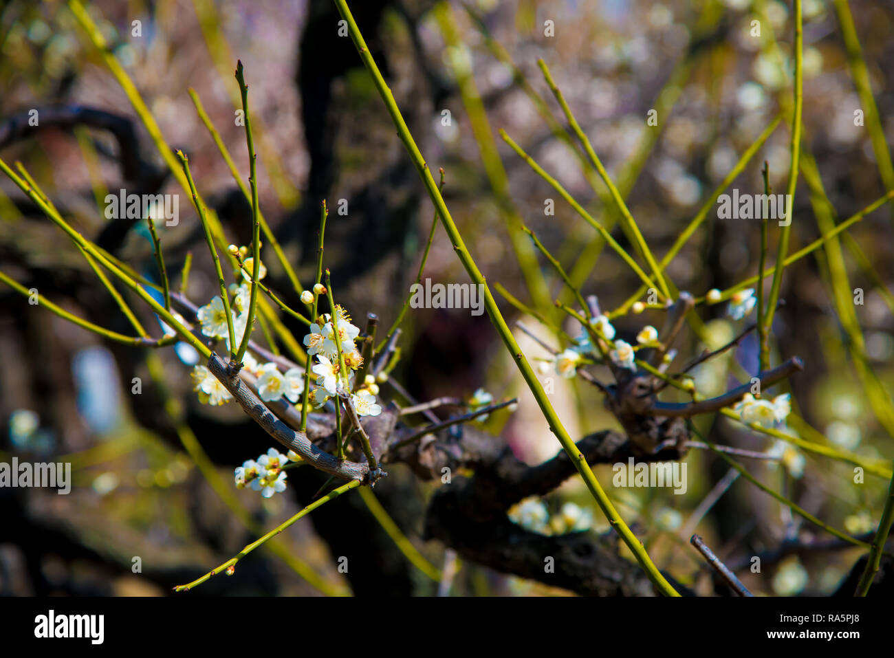 Ume flower in Kyoto, Japan. Japan is a country located in the East Asia ...
