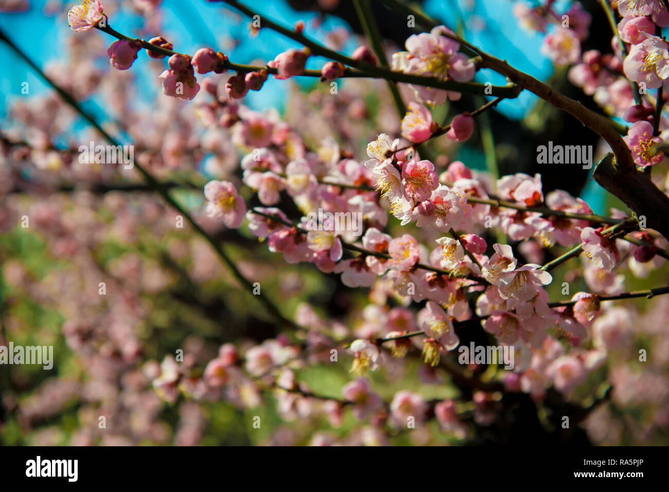 Ume flower in Kyoto, Japan. Japan is a country located in the East Asia ...