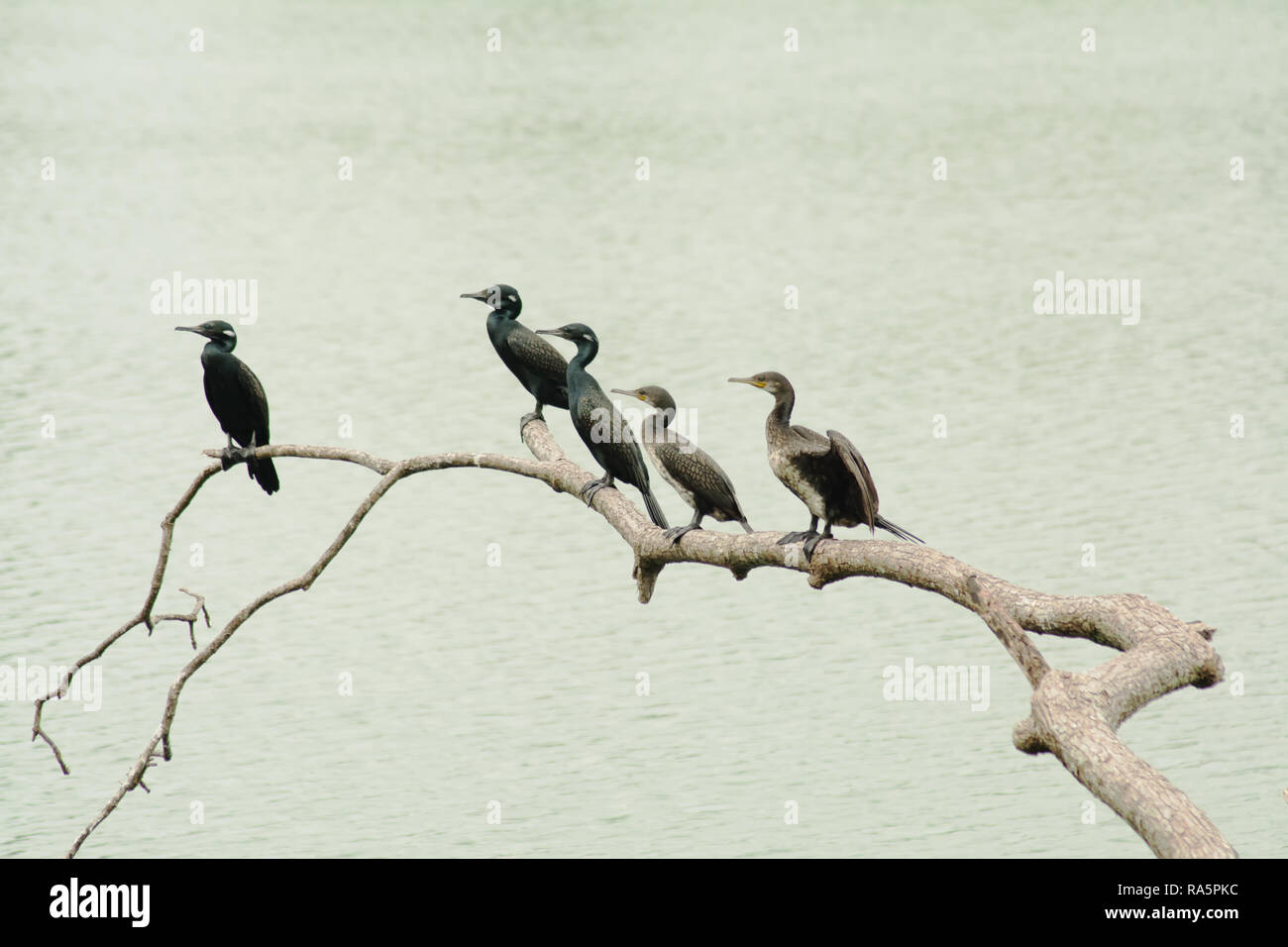 Cormorant hunting fish hi-res stock photography and images - Alamy