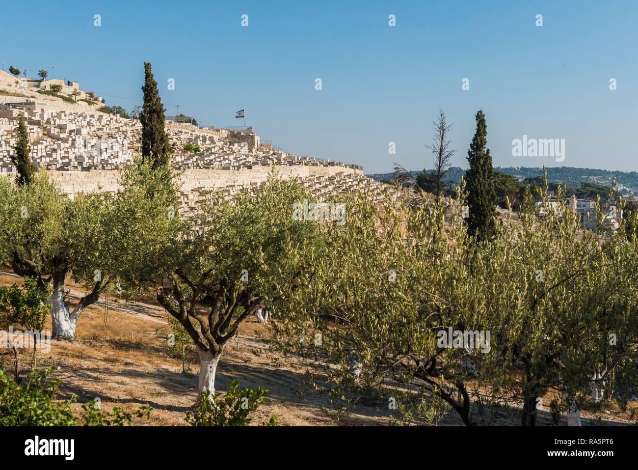 Graves behind Olive Grove, Jewish Cemetery on Southern Mount of Olives ...