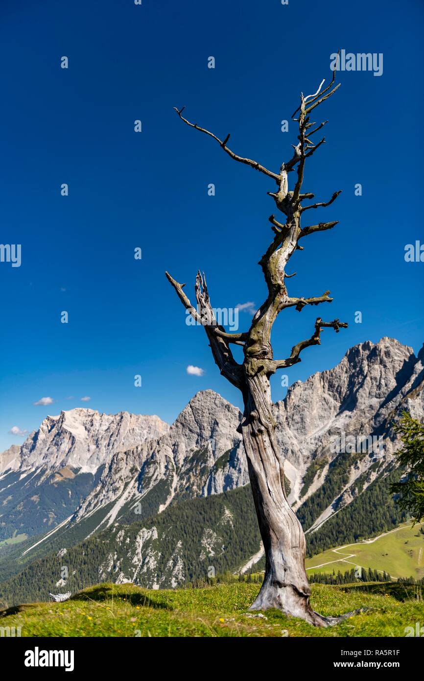 Tree mountain background hi-res stock photography and images - Alamy