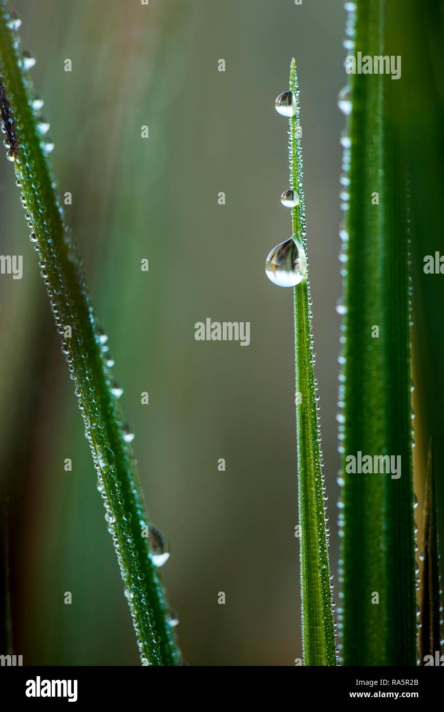 Sharp blade of grass with dew drops, Germany Stock Photo - Alamy