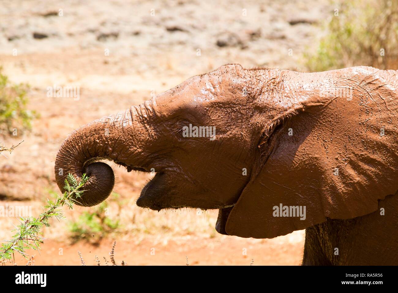 Young orphan african elephant (Loxodonta africana) taking a thorn bush ...