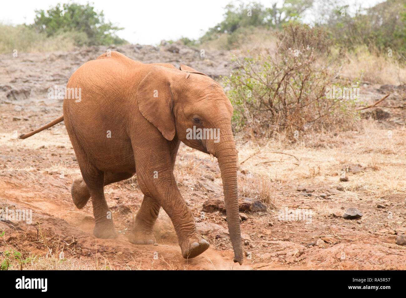 Young orphan african elephant (Loxodonta africana) running, Kenya Stock ...