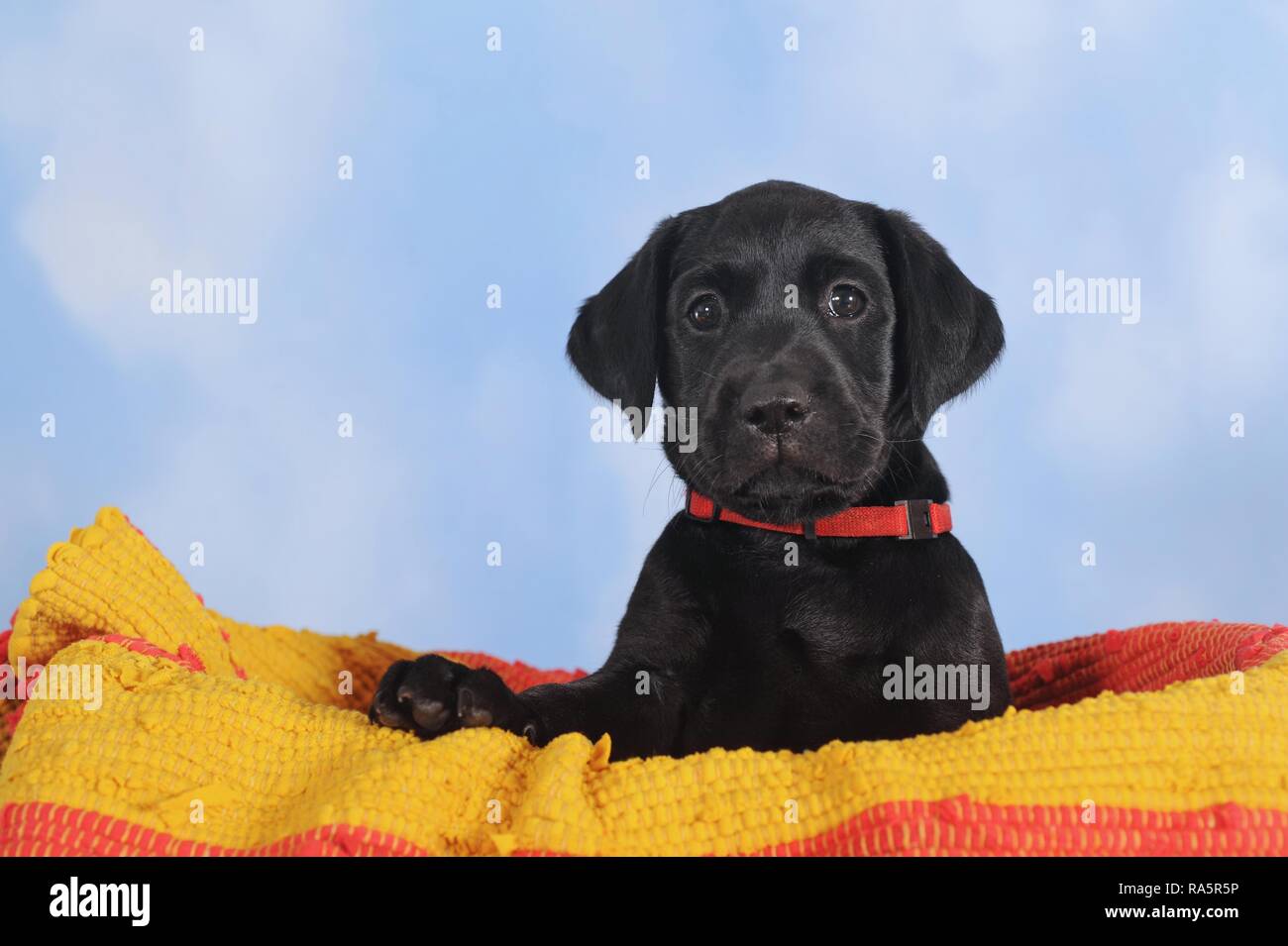 Yellow and black labrador retriever hi-res stock photography and images ...