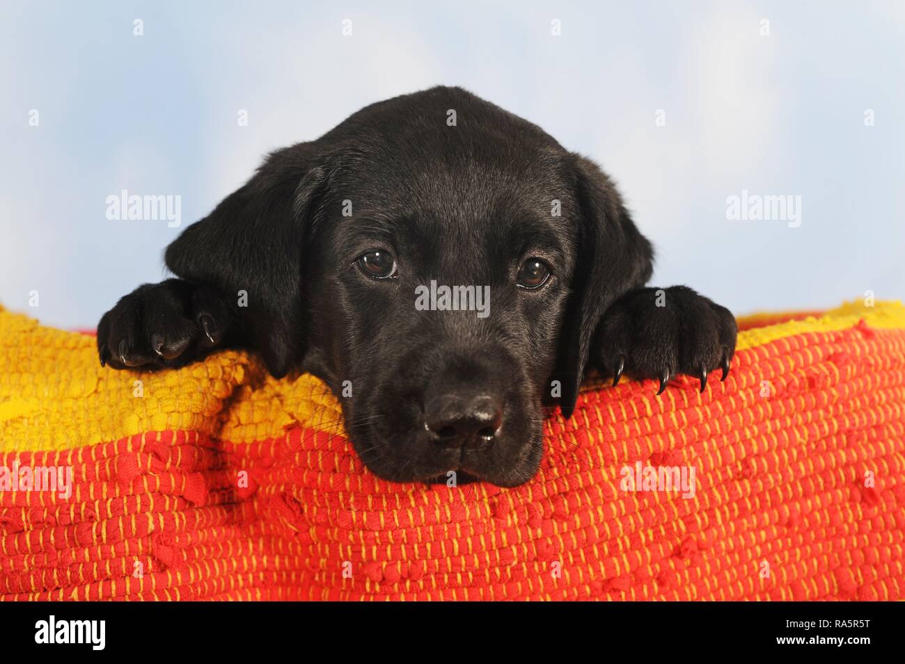 Yellow and black labrador retriever hi-res stock photography and images ...
