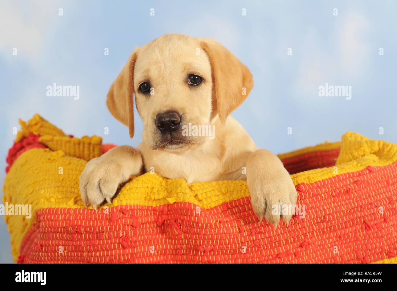 Labrador retriever, yellow, puppy 7 weeks, sits in orange-yellow basket ...