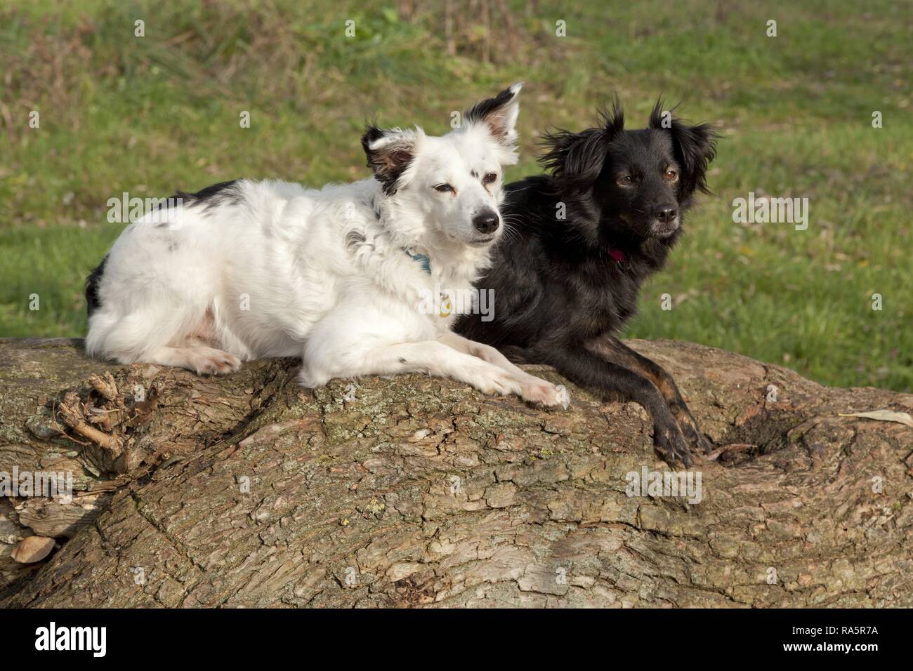 White and black mixed breed lying side by side on a tree trunk Stock ...