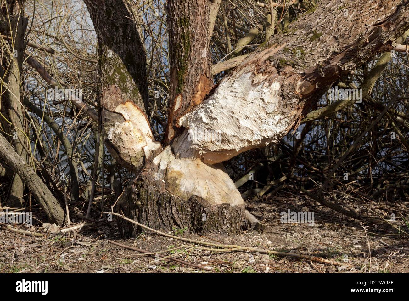 Beaver bite hi-res stock photography and images - Alamy
